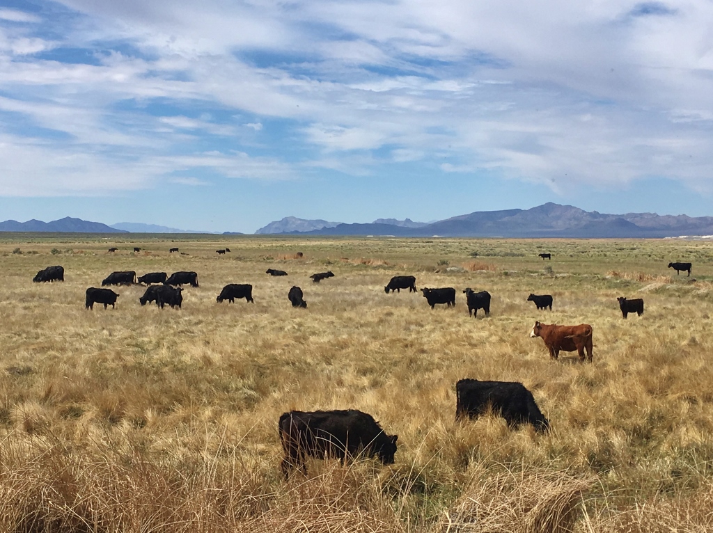 SOLD: Moon River Ranch